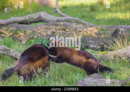 Two wolverine (Gulo gulo) fight each other on a green meadow at a ...