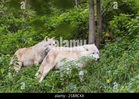 Two adult Arctic wolves (Canis lupus arctos) standing in a forest on ...