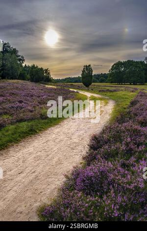 Sunset in the Lueneburger Heide, Lower Saxony, Germany Stock Photo - Alamy