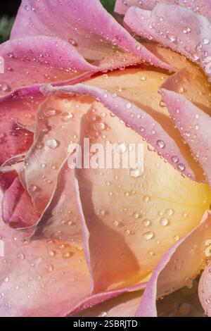 Beautiful colorful Rose with water drops on it Stock Photo - Alamy