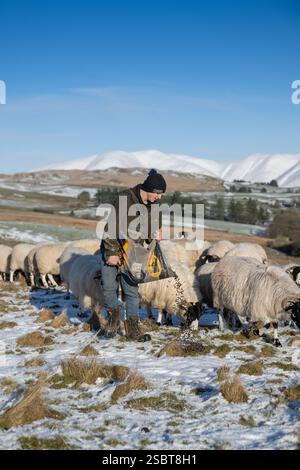 Shepherd feeding Rough Fell sheep a bit of extra feed to help them get ...