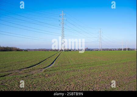 Fresh planted agriculture fields at the Flemish countryside in Merchtem ...