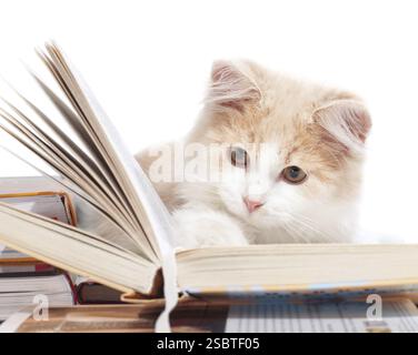 Little cat read a book, isolated on a white background Stock Photo - Alamy