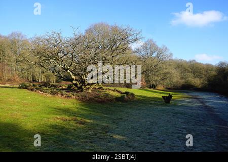 Nomansland Common near Wheathampstead Stock Photo - Alamy