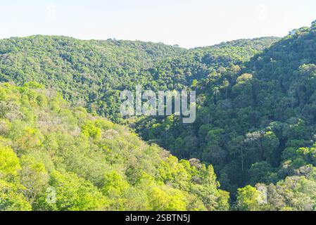 Atlantic forest reserve in itaara rs brazil Stock Photo - Alamy