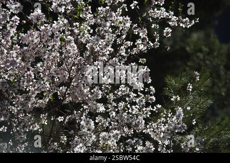 Branches of a blooming Shkedia, blossoming Common Almond Tree, a ...