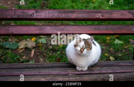 Cat curious on a bench Stock Photo - Alamy