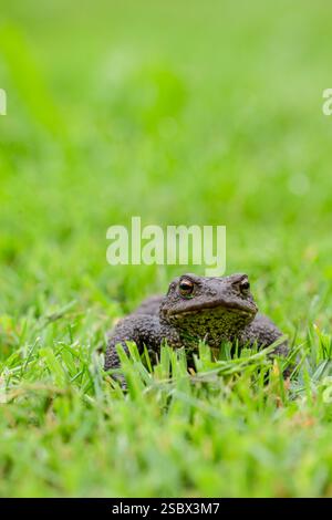 Toad in wet summer grass Stock Photo - Alamy