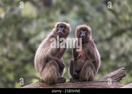A distant shot of two females sitting at the beach in Koh Samui ...