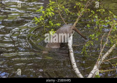 One Eurasian otter (Lutra lutra), jumping into the water from a birch ...