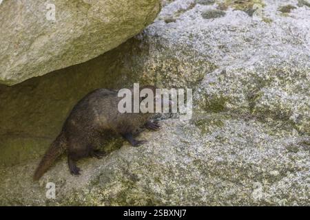 One Common cusimanse, Crossarchus obscurus, standing on a rock Stock ...