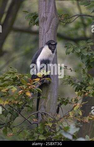 One adult Diana monkey (Cercopithecus diana) sitting in the green ...