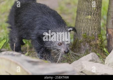 One binturong (Arctictis binturong), or bearcat walking over rocks with ...