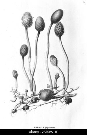 Helosis cayennensis as Helosis guyannensis in Flora Brasiliensis tab. 6 ...