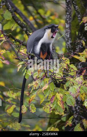 One adult Diana monkey (Cercopithecus diana) climbing in a bush, well ...