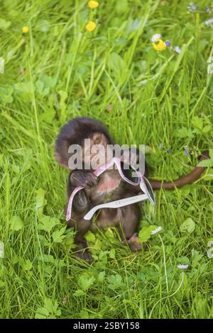 Gelada Baboon (Theropithecus gelada) juveniles play-fighting, Simien ...