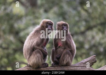 A distant shot of two females sitting at the beach in Koh Samui ...