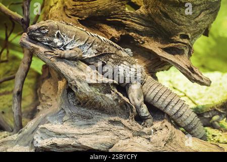 Guatemalan spiny tailed Iguana (Ctenosaura palearis), closeup of the ...