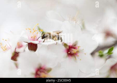 A bee pollinates almond blossoms while looking for pollen to take to ...