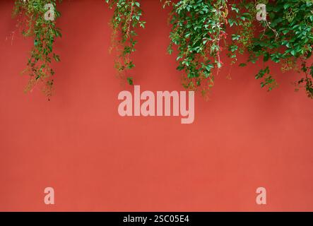 Green vines on red wall Stock Photo - Alamy