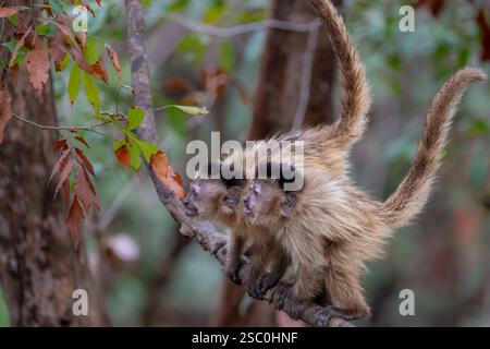Agitated pair of capuchin monkeys screeching their displeasure Stock ...