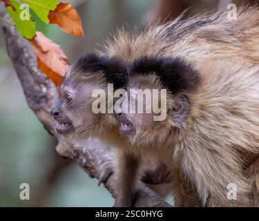 A close-up of the expressive face of a capuchin monkey eating Stock ...