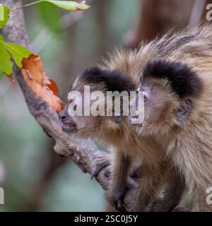 Agitated pair of capuchin monkeys screeching their displeasure Stock ...