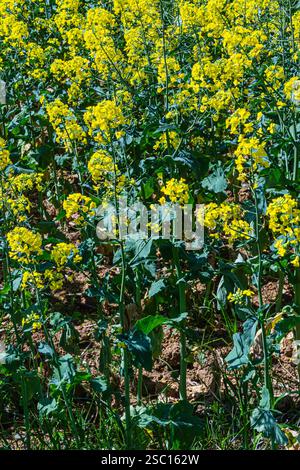 Canola plants bloom in a pasture on a farm near Cremona, Alta., Friday ...