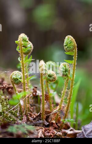 fern, sprout, ferns, sprouts Stock Photo - Alamy