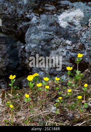 Snow buttercup flowering Stock Photo - Alamy