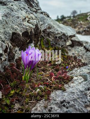 purple crocuses growing in the wild in spring Stock Photo - Alamy
