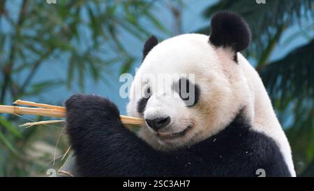 Giant pandas have a primarily herbivorous diet, with bamboo being their ...