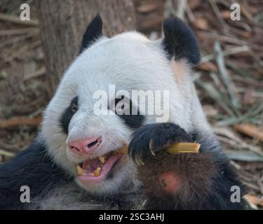 Giant pandas have a primarily herbivorous diet, with bamboo being their ...