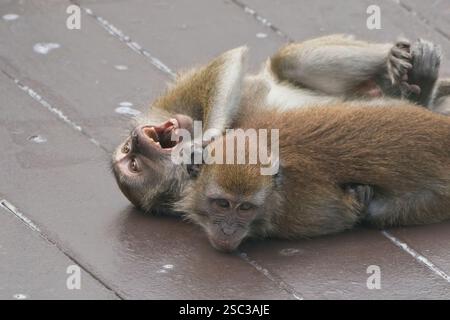 Long-tailed macaques are omnivorous and frugivorous. They live in ...