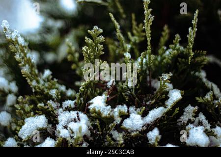 Frozen branches and leaves in snowflakes along the stream in the winter ...