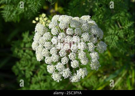 White autumn flowers of of Ligusticopsis wallichiana or Selinum ...