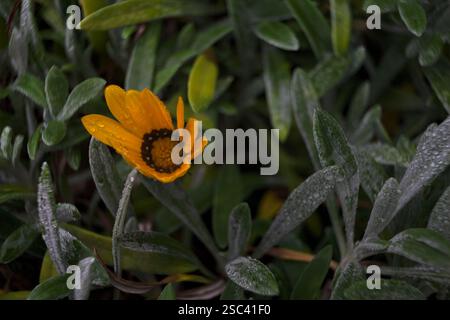 Heliantus in bloom in a bush seen up close Stock Photo - Alamy