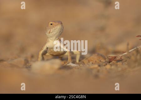 North Arabian plain Agama from Saudi Arabia Stock Photo - Alamy