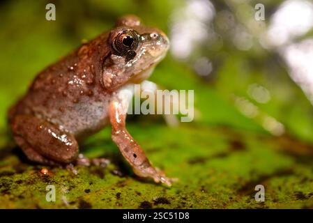 Frog (Sphaeoteca breviceps) in Sanjay Gandhi, Bombay (Mumbai ...