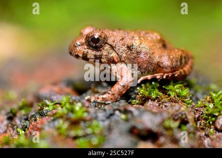 Toad (Sphaerotheca breviceps) in Cotigao, Goa, India Stock Photo - Alamy