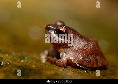 Arboreal frog (Pseudophilautus amboli) in Cotigao, Goa, India Stock ...