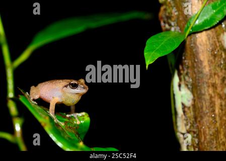Arboreal frog (Pseudophilautus amboli) in Cotigao, Goa, India Stock ...