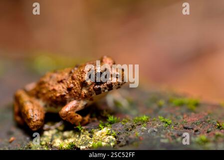 Toad (Sphaeotheca breviceps) in Cotigao, Goa, India Stock Photo - Alamy