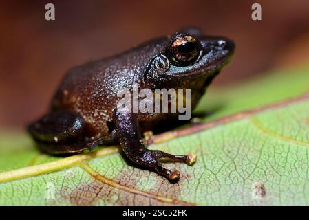 Arboreal frog (Pseudophilautus amboli) in Cotigao, Goa, India Stock ...