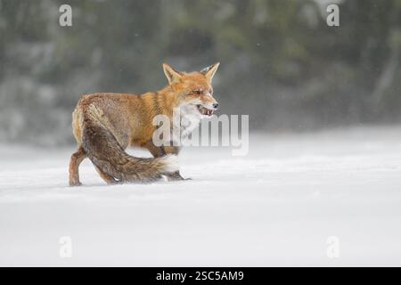 When a fox poses for a photographer in the forest Stock Photo - Alamy