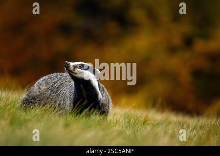 Cute badger running on a meadow with autumn colors Stock Photo - Alamy