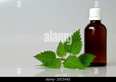 Nettle extract in bottle and fresh nettle leaves.Urtica dioica or ...