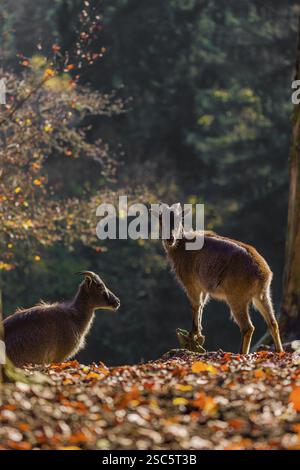 Two female Himalayan tahr (Hemitragus jemlahicus) are backlit in a ...