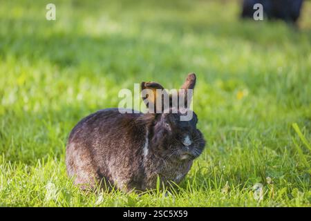 Domestic Rabbit (Oryctolagus cuniculus domesticus Stock Photo - Alamy