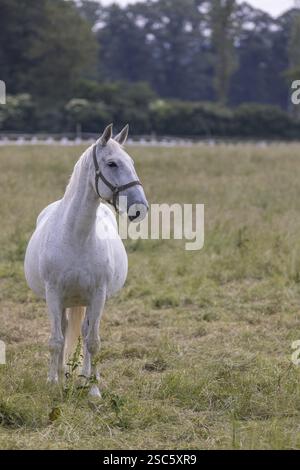 Kladruber horse, mares, standing on the paddock. Frontal portrait ...